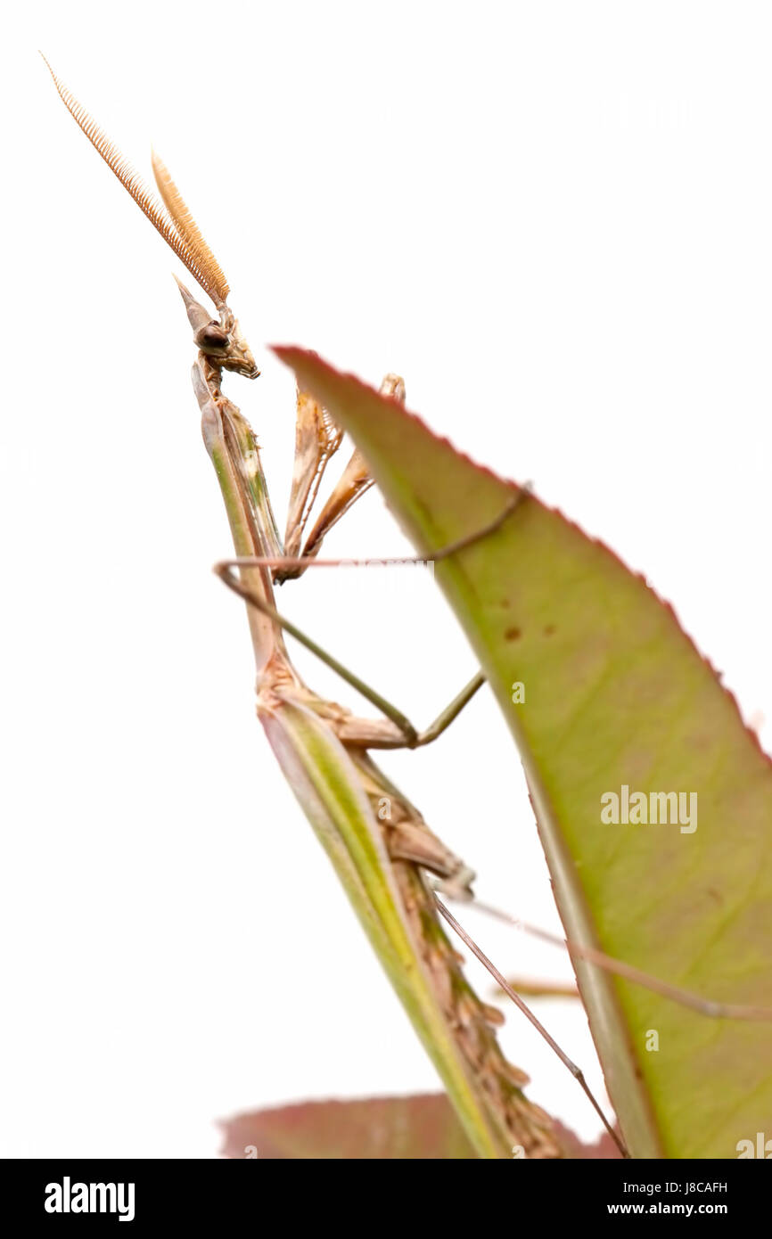 religious, animal, insect, macro, close-up, macro admission, close up ...