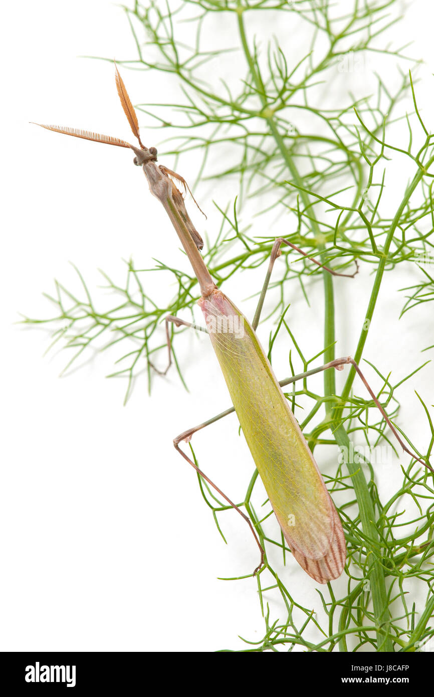 religious, animal, insect, macro, close-up, macro admission, close up ...