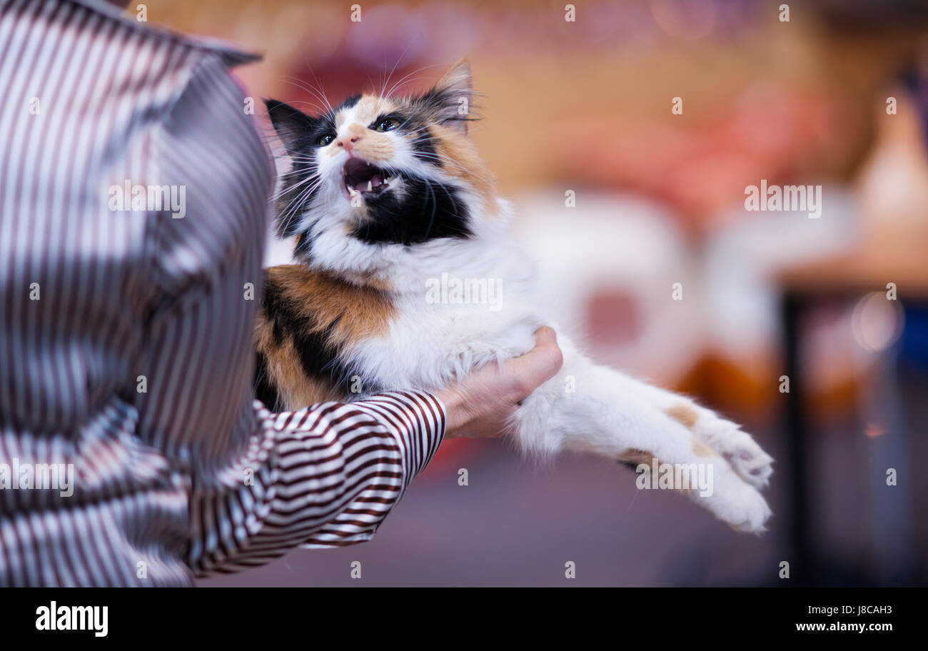 Maine Coon tortoiseshell - portrait - Pedigree Cat Stock Photo - Alamy