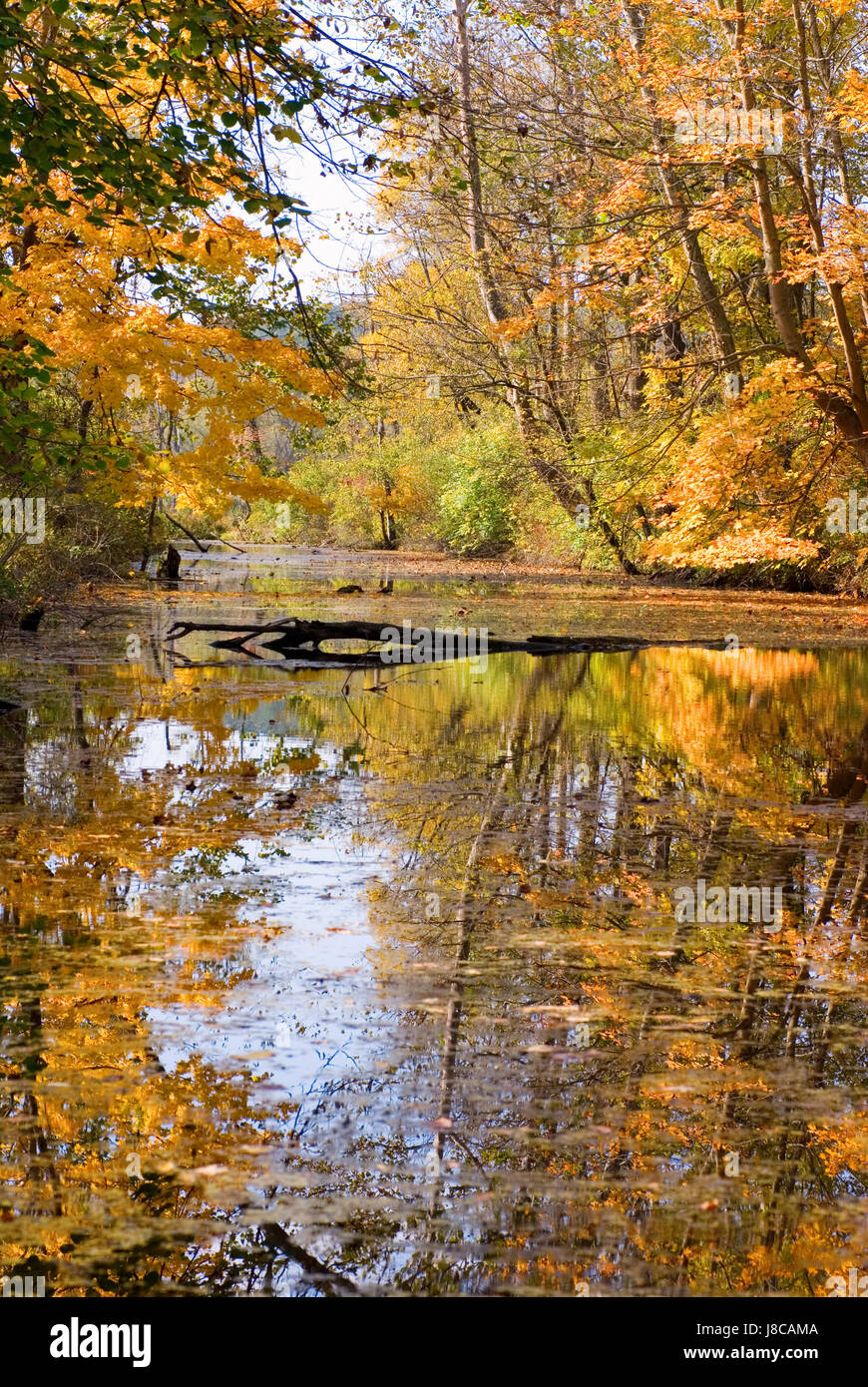 reflection, stream, golden, yellow, leaves, foliage, river, water, fall ...