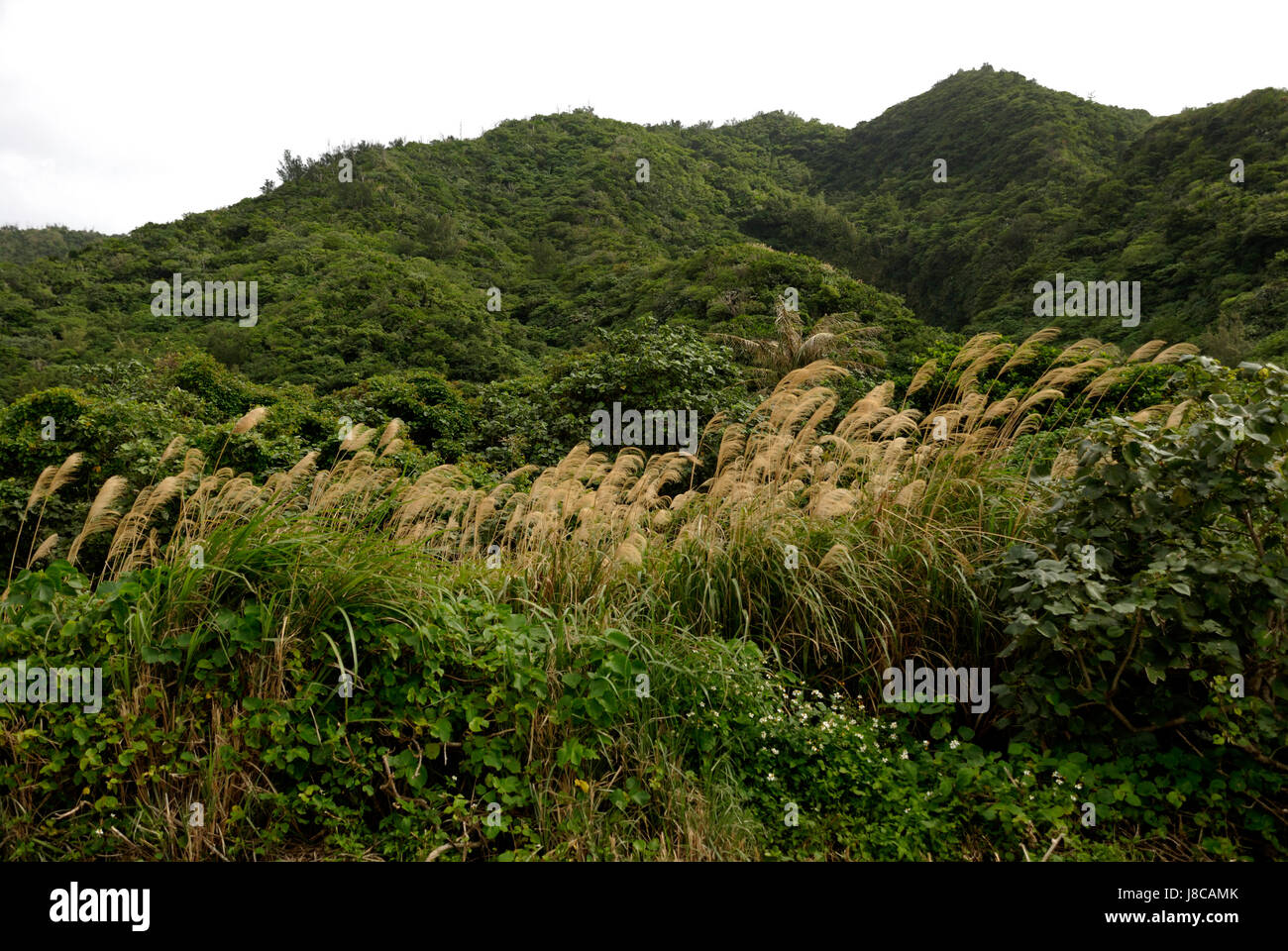 hill, grasses, taiwan, hill, green, asia, grasses, forested, ears ...
