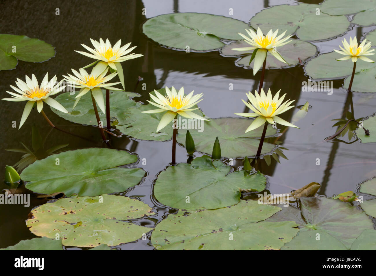 yellow water lily Stock Photo - Alamy
