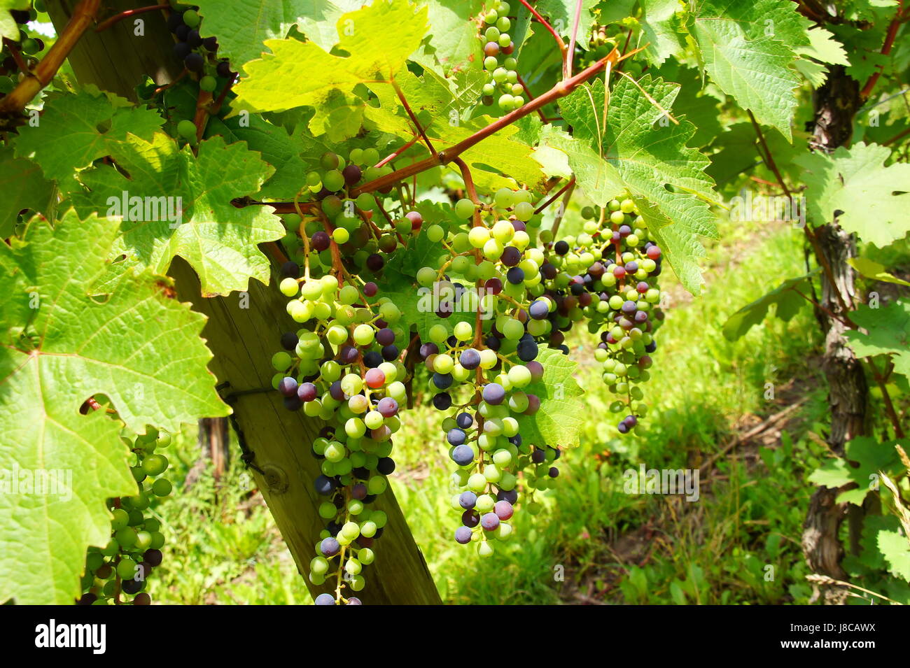 red wine grapes different maturity Stock Photo - Alamy