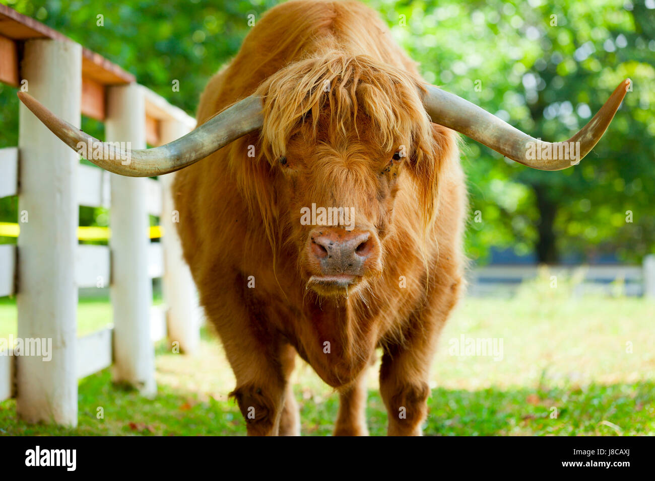 animal, bull, livestock, farm, scottish, ox, big, large, enormous ...