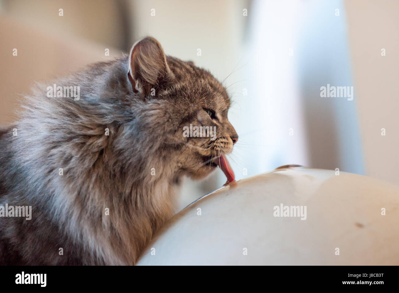 Siberian cats - Pedigree Cat - Siberian cat drinking water Stock Photo ...