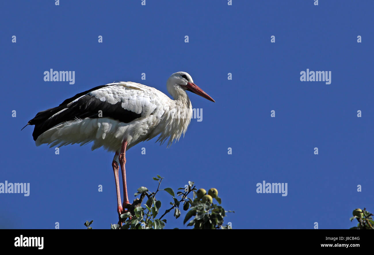 legs, blue, animal, bird, eye, organ, birds, feathers, beak, stork ...