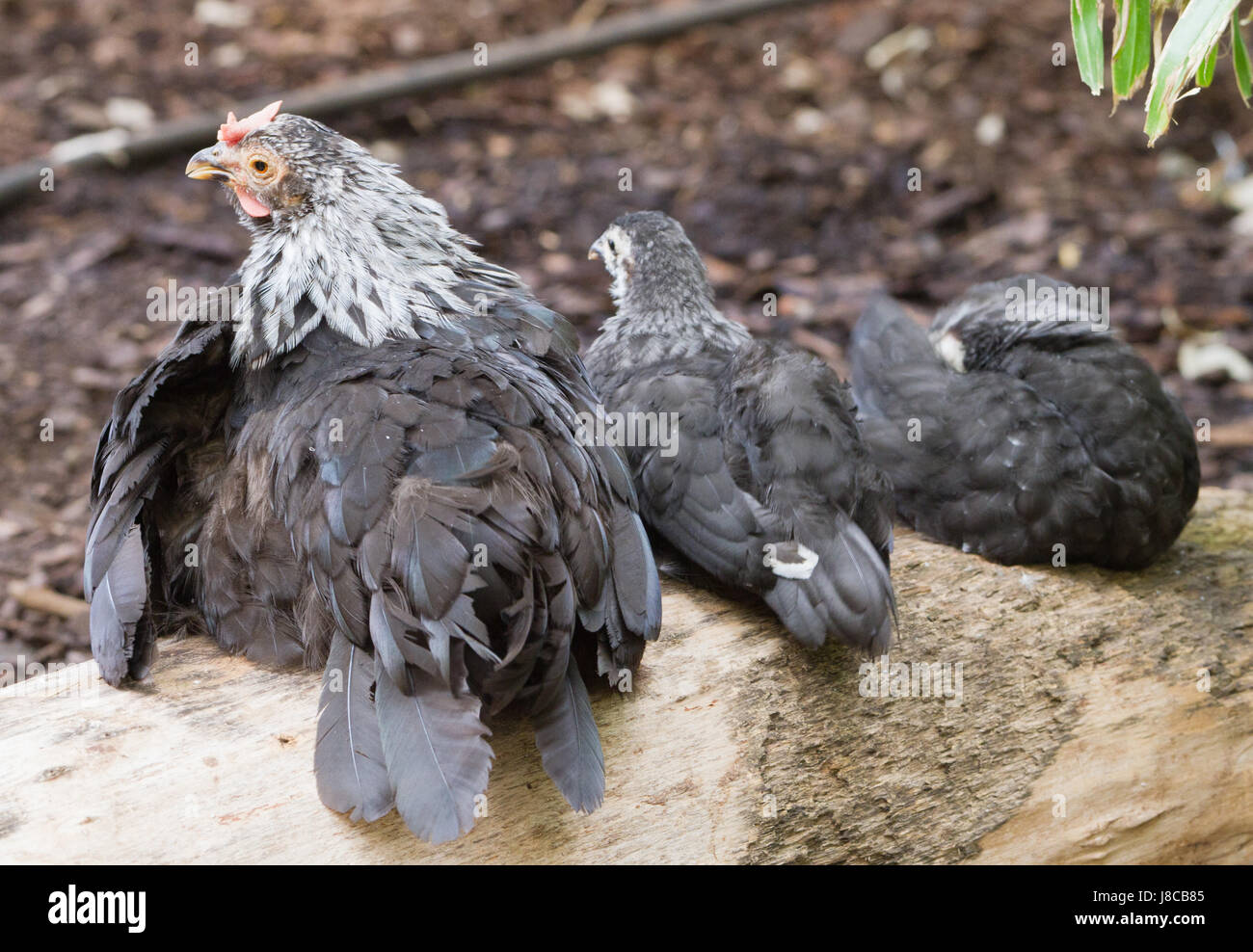 three chicken tree Stock Photo - Alamy