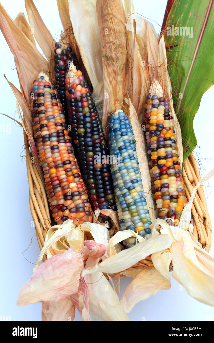 Heirloom Corn High Resolution Stock Photography and Images - Alamy