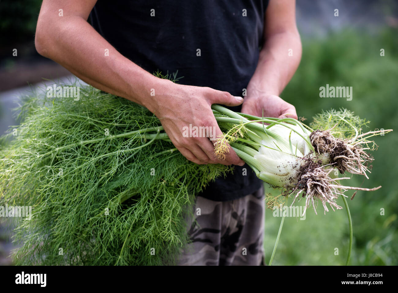 Farmer holding a bunch of freshly harvested fennel with its edible stem ...
