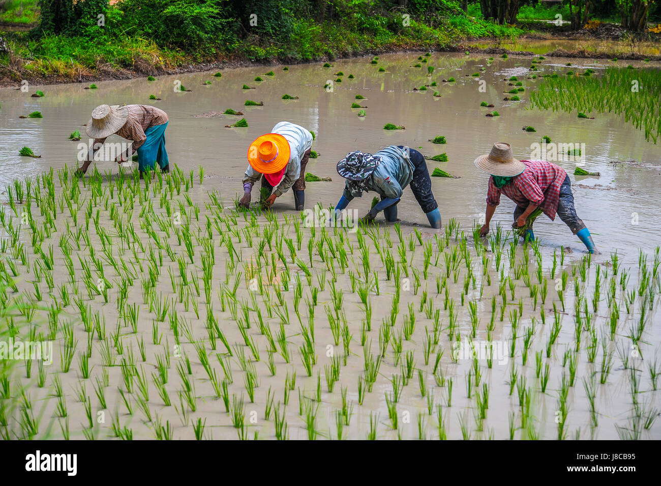 Wet Rice Cultivation
