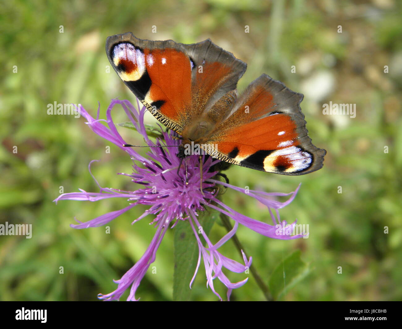 beautiful, beauteously, nice, insect, coloured, colourful, gorgeous ...
