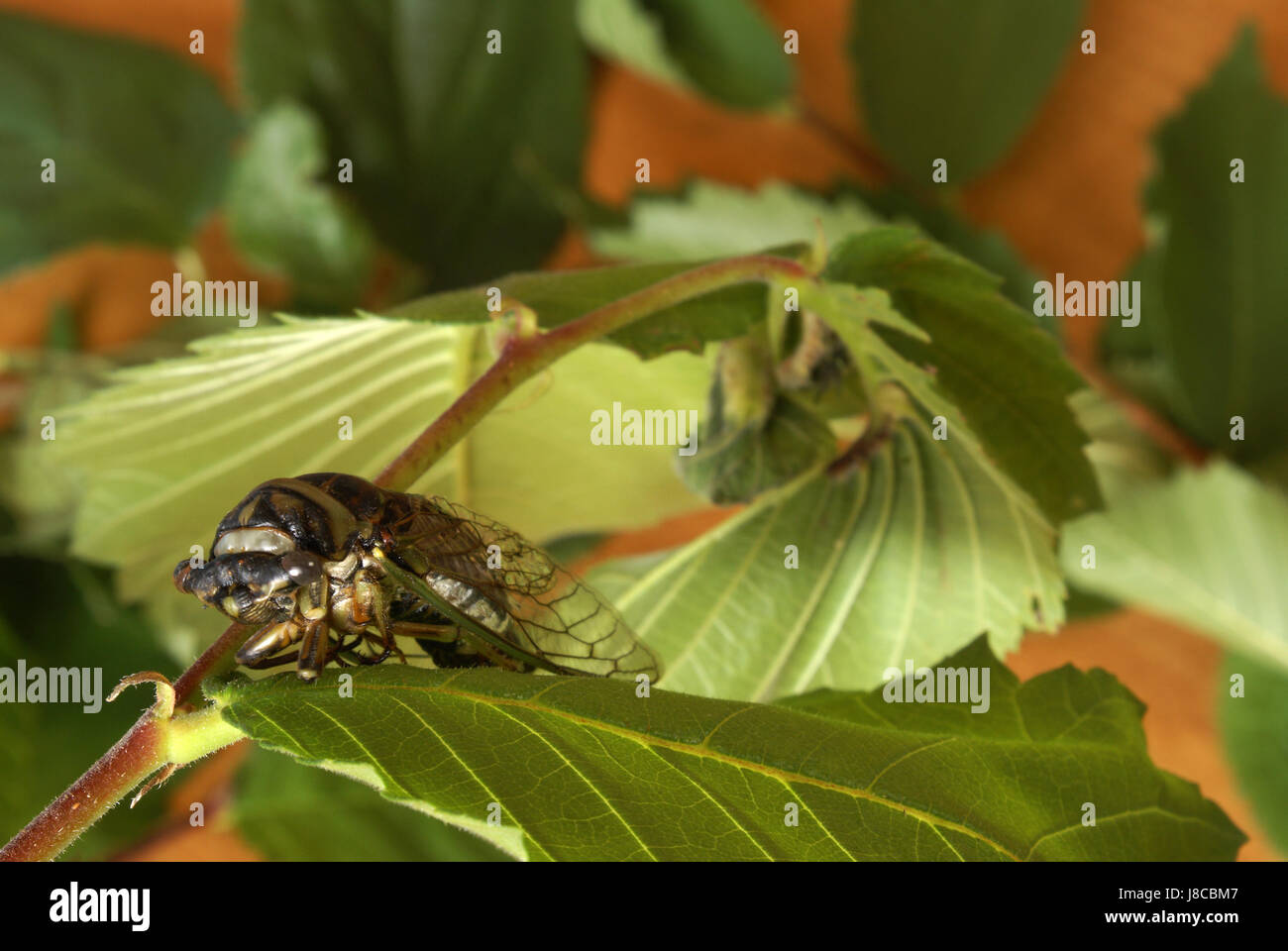 leaf, environment, enviroment, tree, insect, brown, brownish, brunette ...