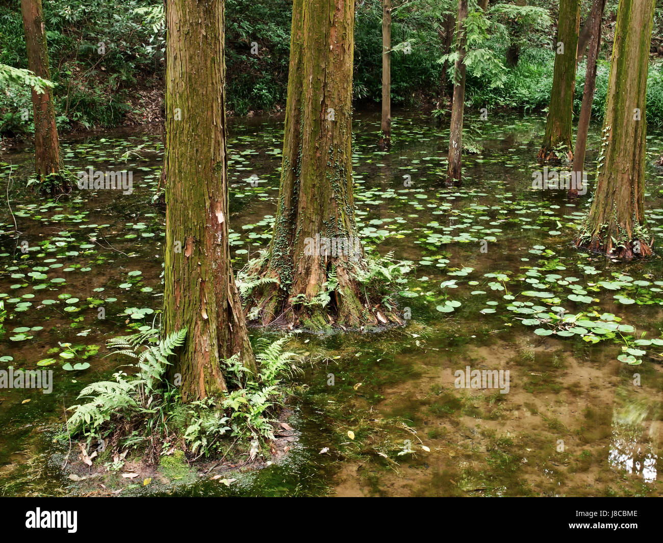 environment, enviroment, fresh water, pond, water, edge, vegetation ...