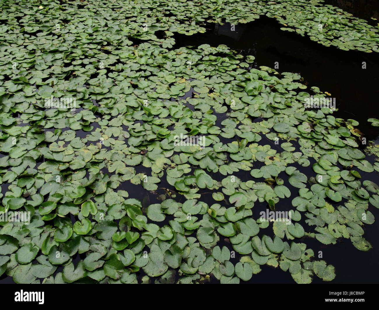 leaf, environment, enviroment, leaves, lotus, fresh water, pond, water ...