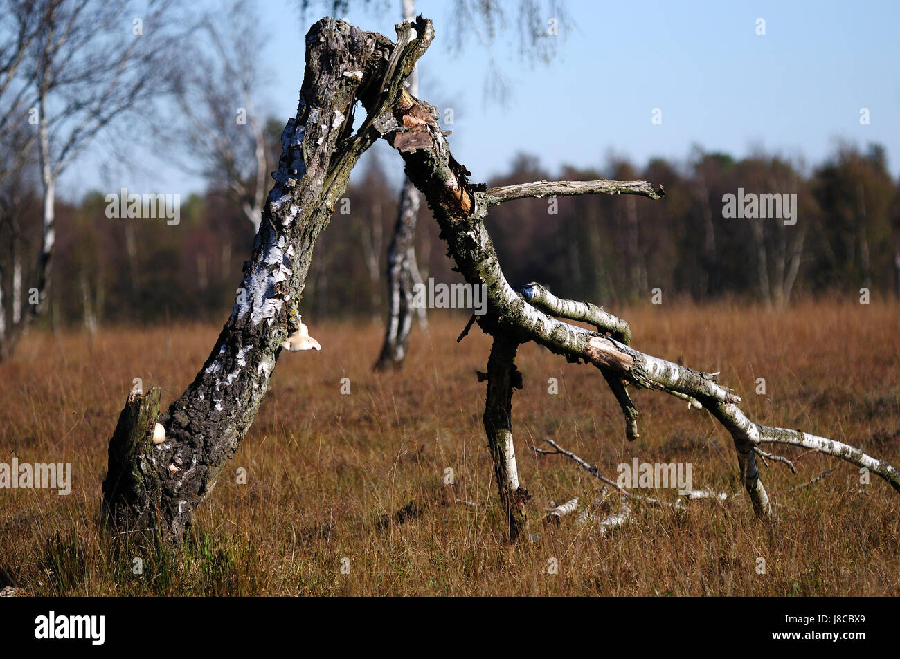 tree, fen, birch, rgeneration, climate change, old, death, tree, trees ...