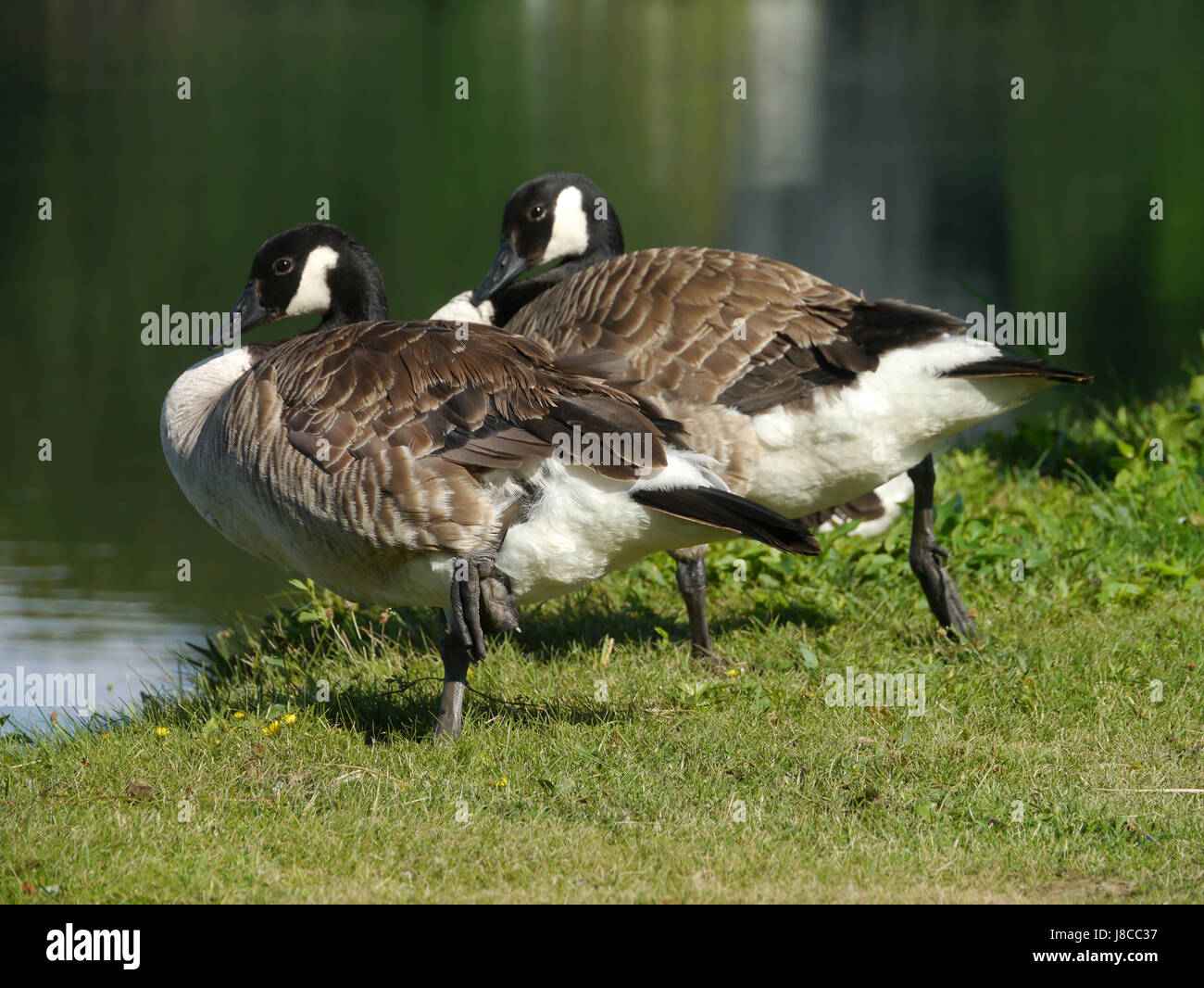 geese, goose, bird, birds, feathers, beak, feathering, geese ...