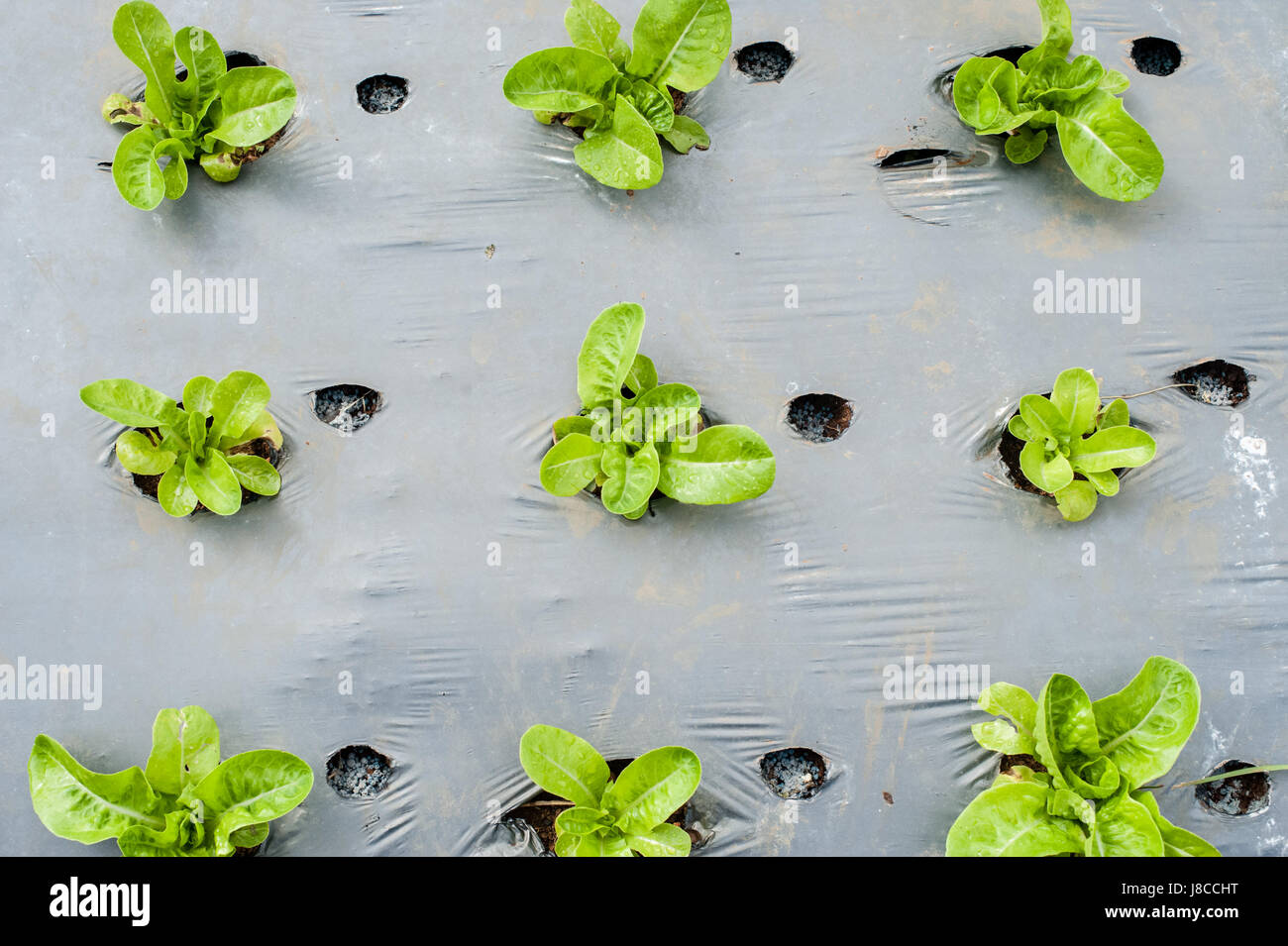 Hydroponic organic vegetable plots cultivation farm Stock Photo - Alamy