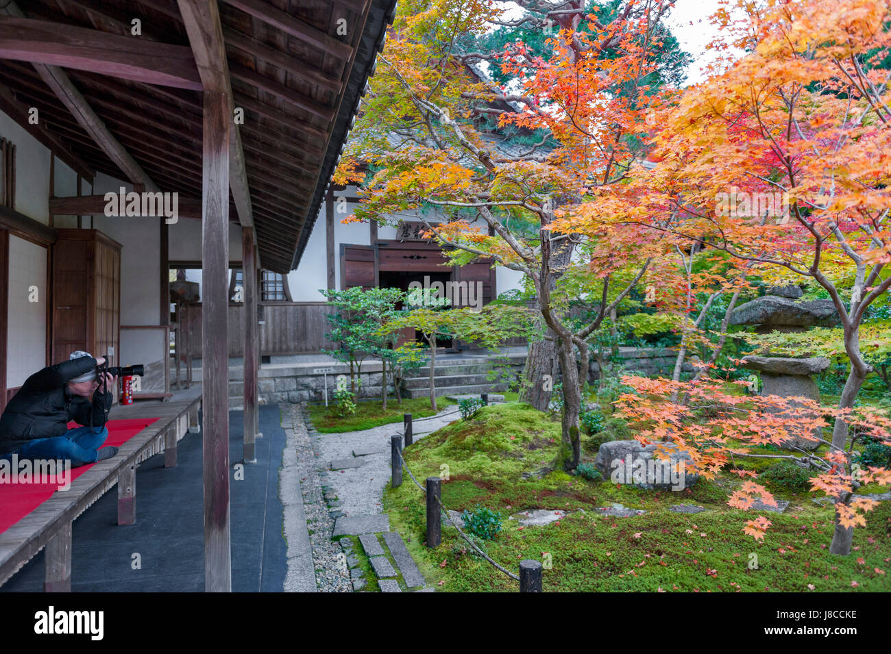 Kyoto, Japan - November 2016: Japanese red maple tree during autumn in ...