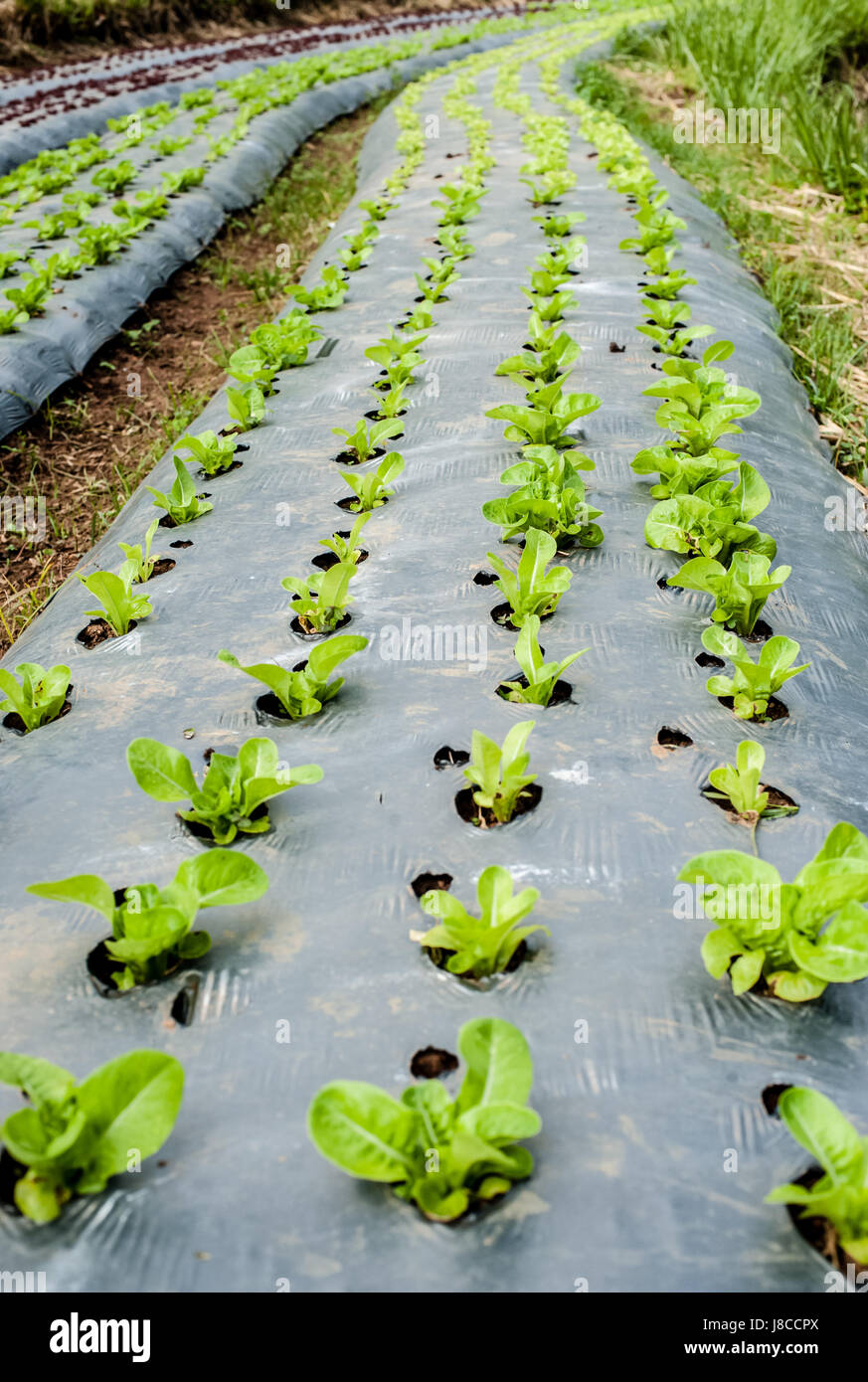 Hydroponic organic vegetable plots cultivation farm Stock Photo - Alamy
