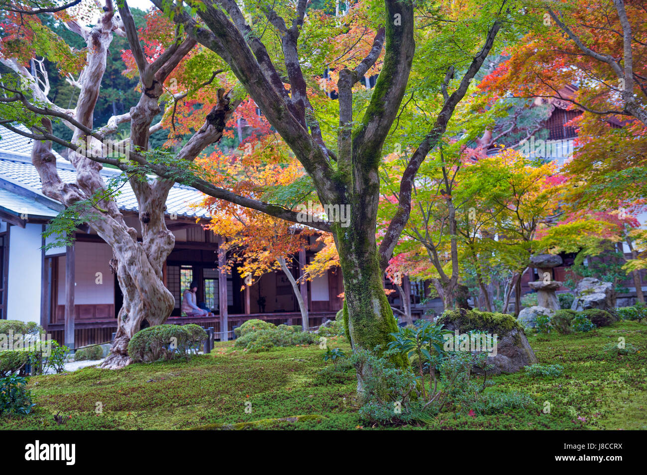 Kyoto, Japan - November 2016: Japanese red maple tree during autumn in ...
