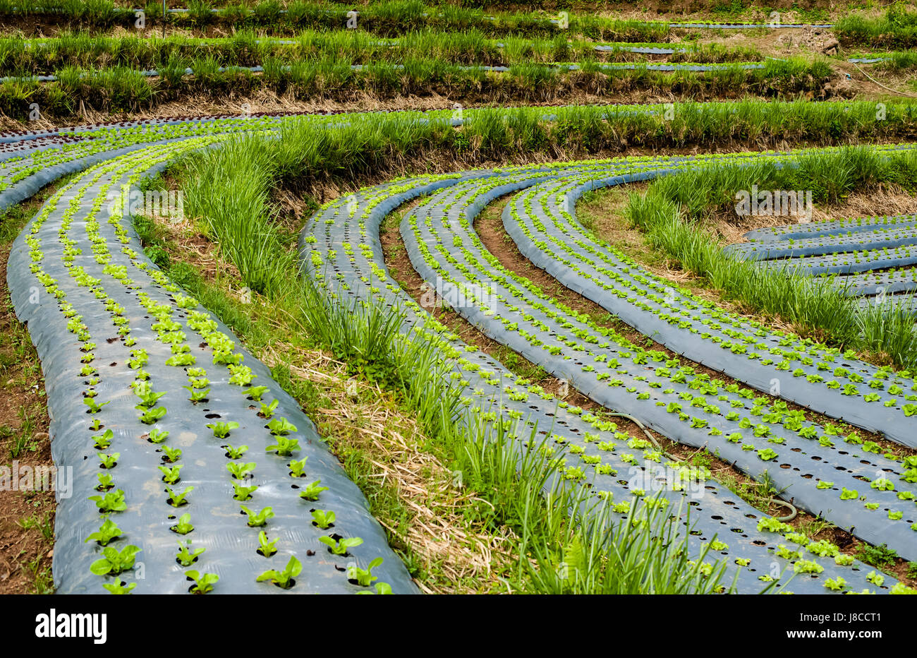 Hydroponic organic vegetable plots cultivation farm Stock Photo - Alamy