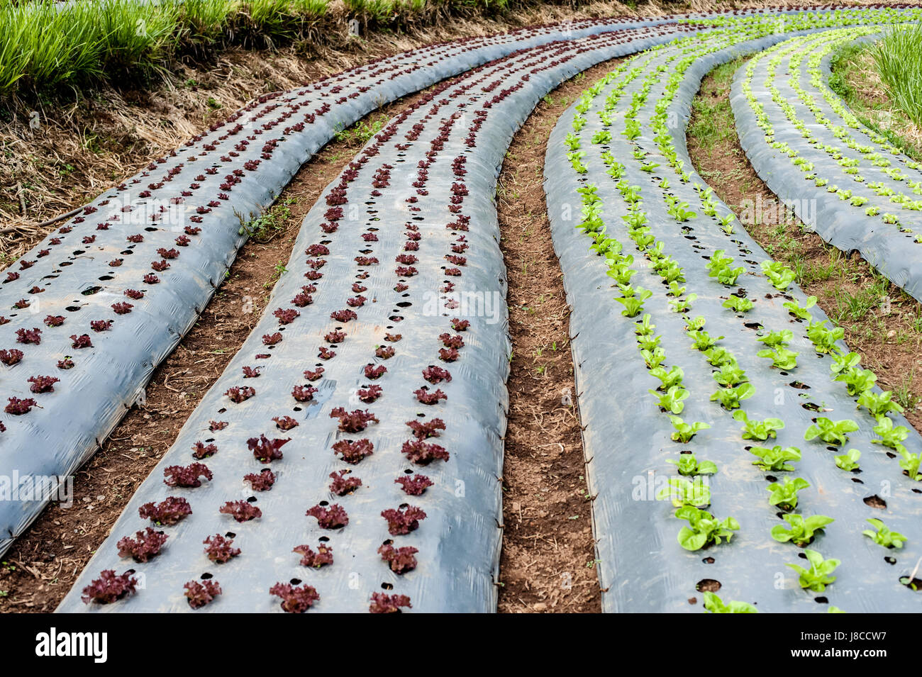 Hydroponic organic vegetable plots cultivation farm Stock Photo - Alamy