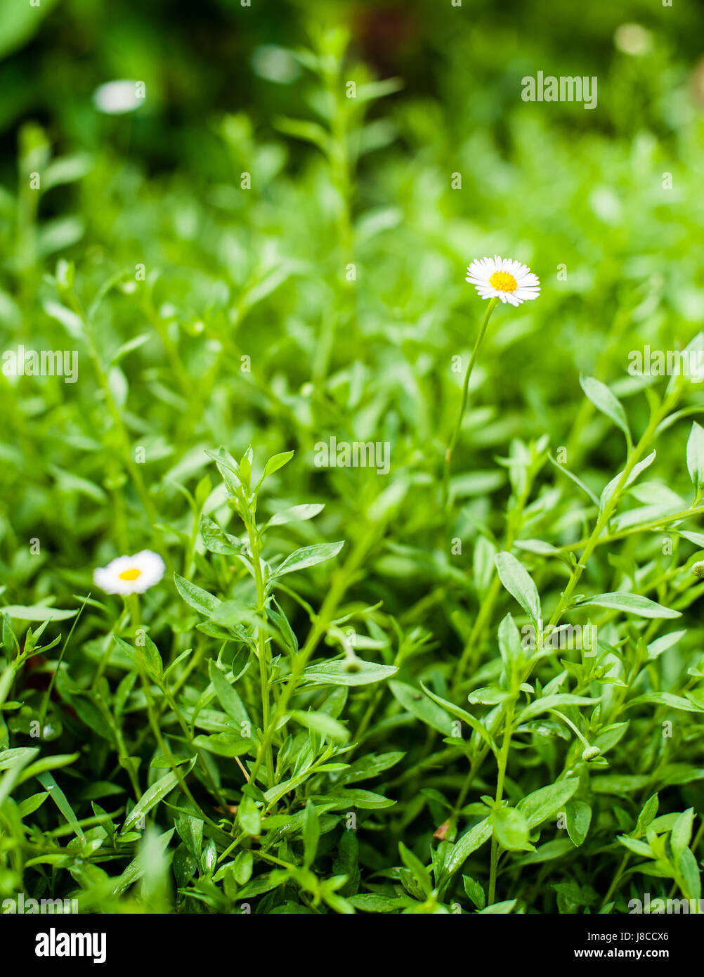 beautiful garden flowers floral Stock Photo - Alamy