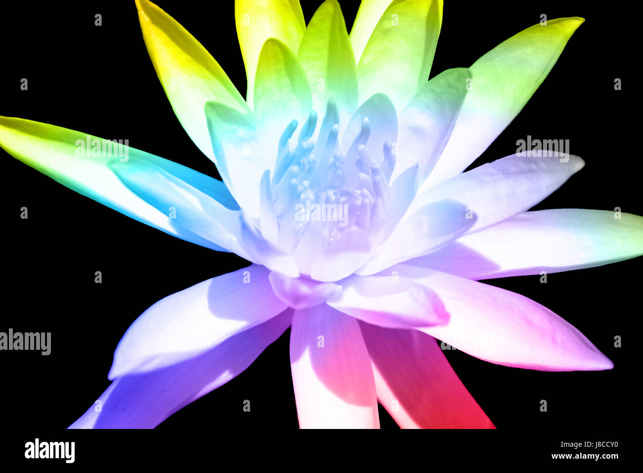 flower, plant, coloured, colourful, gorgeous, multifarious, richly ...