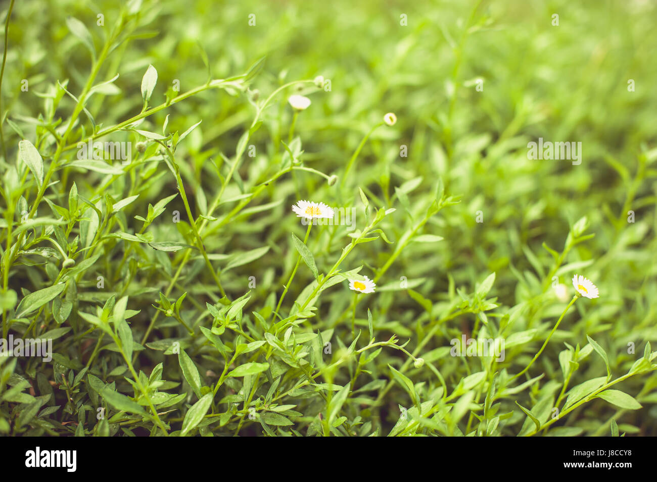 beautiful garden flowers floral Stock Photo - Alamy