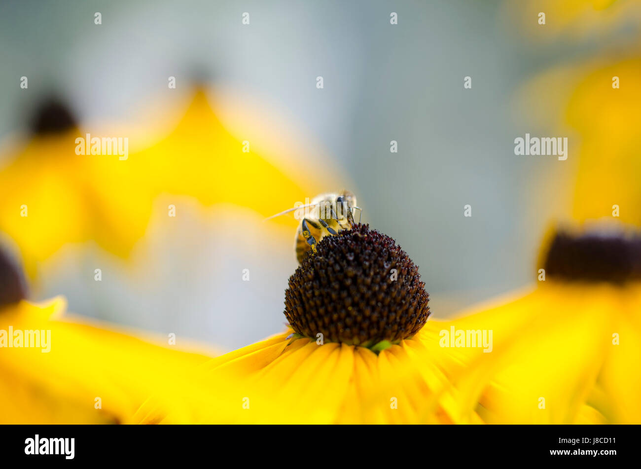 Gelber sonnenhut mit biene hi-res stock photography and images - Alamy