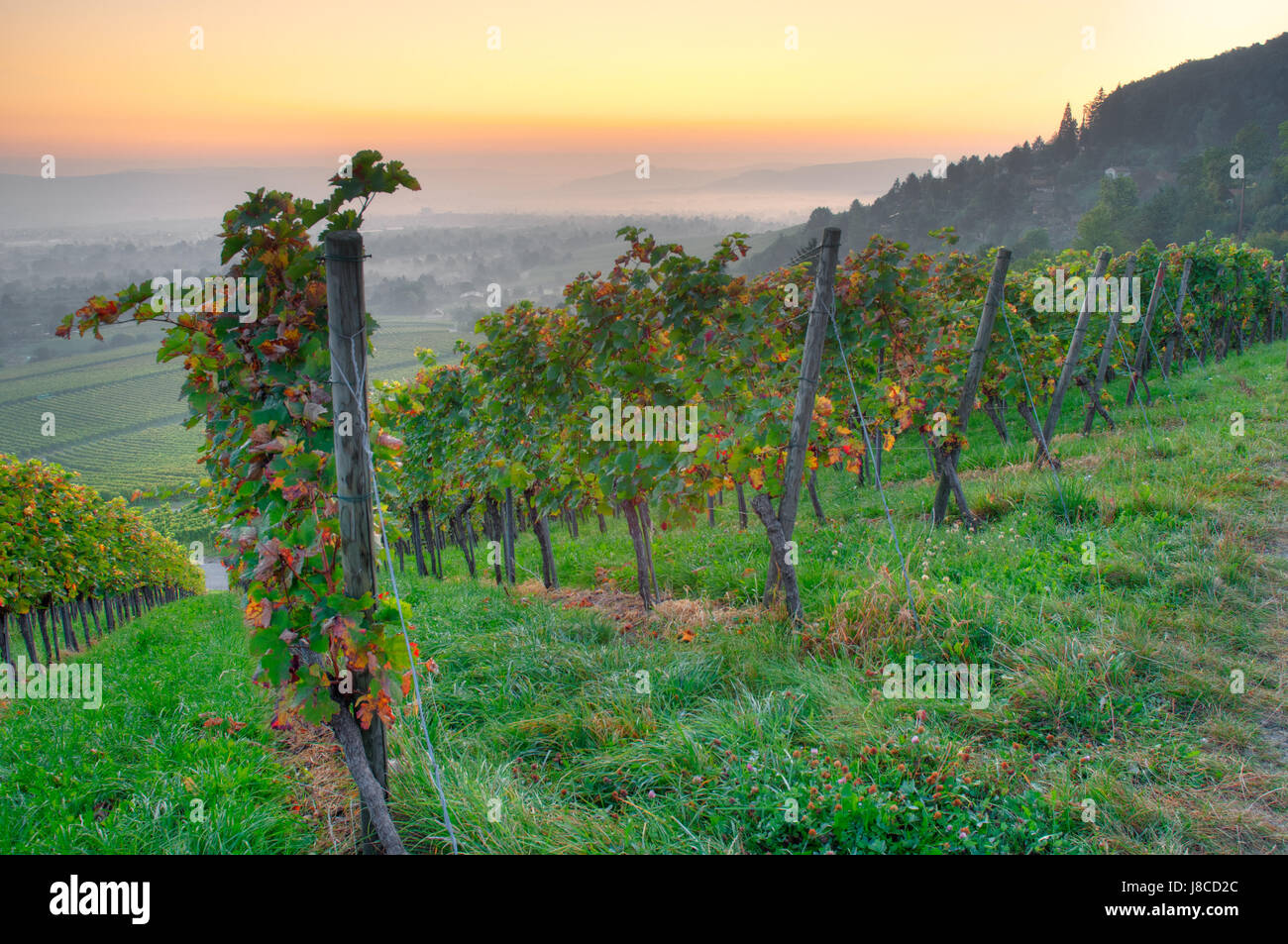 vineyard in the morning Stock Photo - Alamy