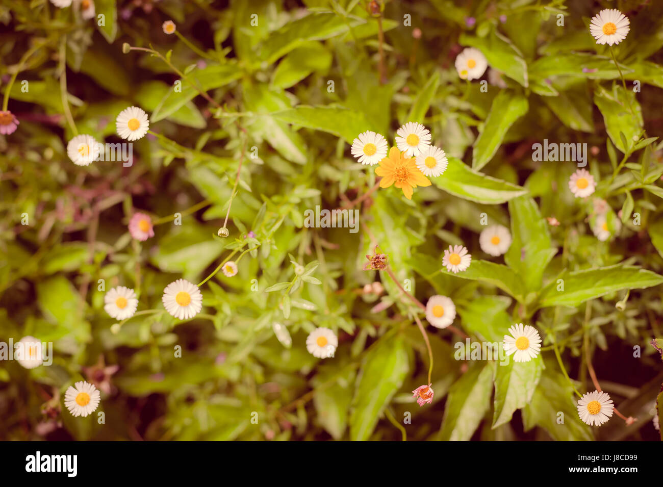 beautiful garden flowers floral Stock Photo - Alamy