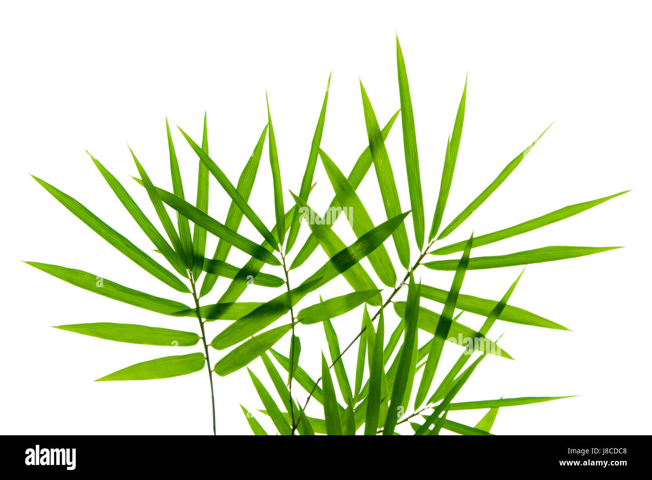 close, beautiful, beauteously, nice, leaf, isolated, colour, model ...