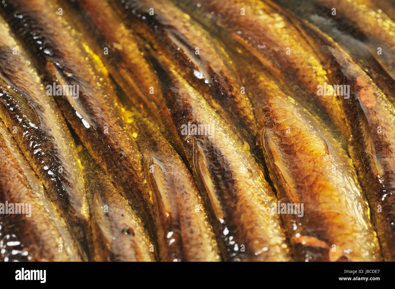 food, aliment, animal, angle, fish, scale, stack, seafood, mackerel ...