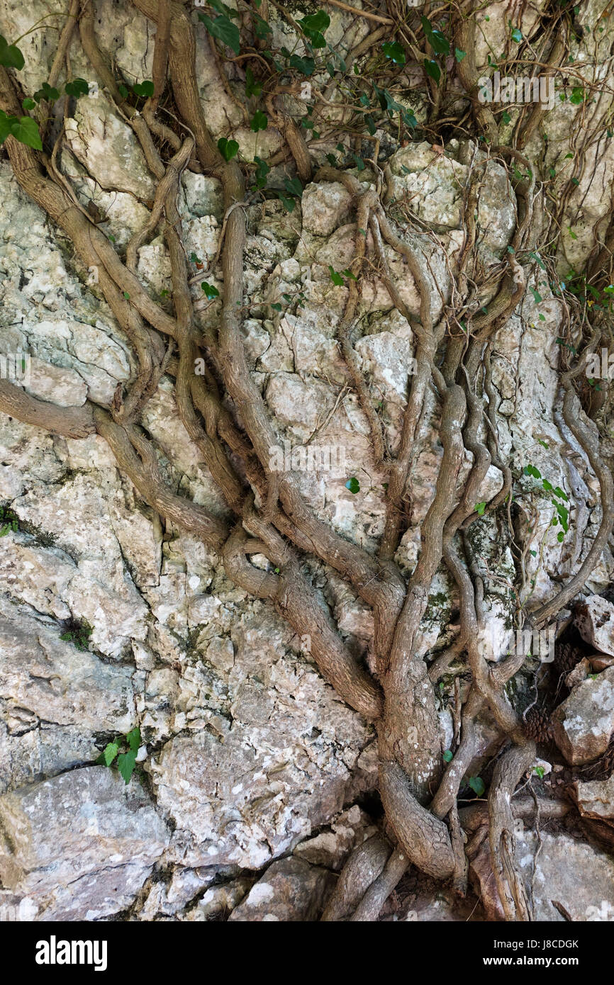 Roots rocks ivy hi-res stock photography and images - Alamy