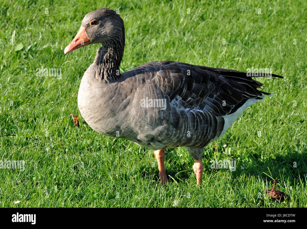 bird, tourism, portrait, attraction, blank, european, caucasian ...