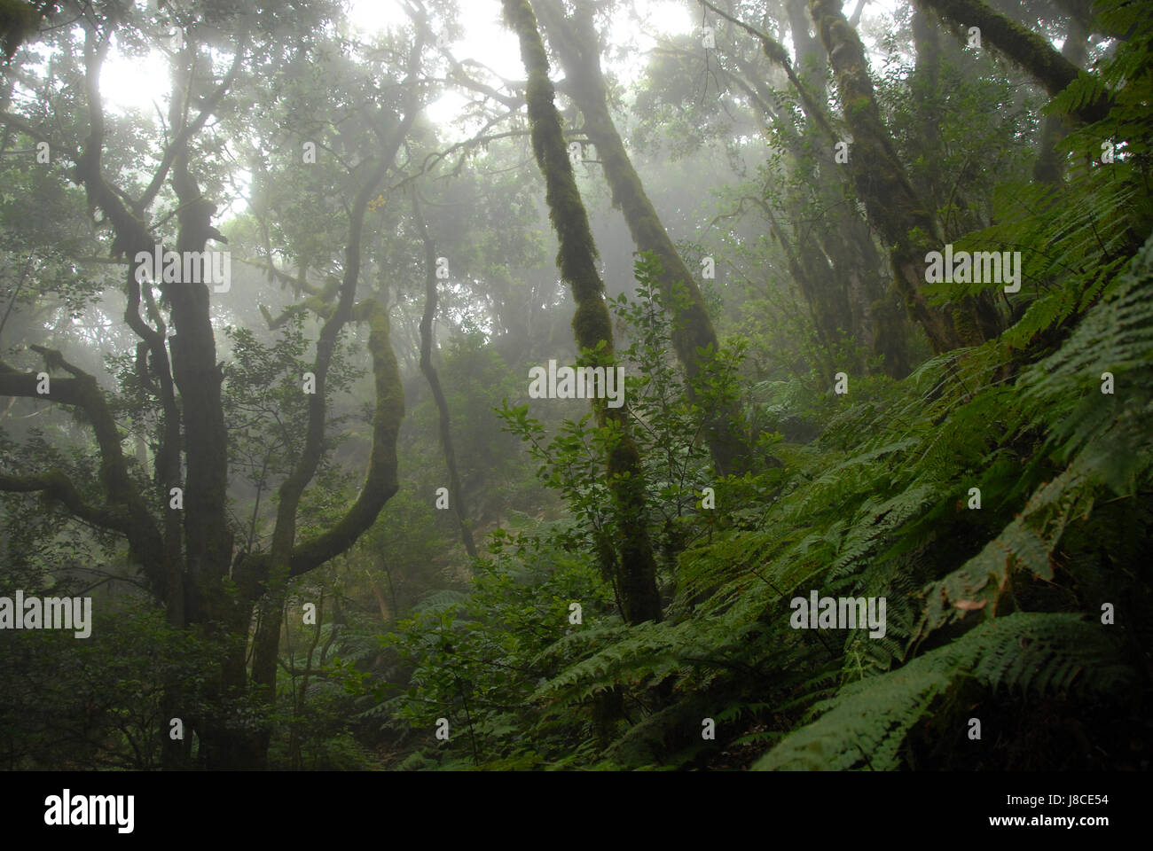 cloud forests in the canaries Stock Photo - Alamy
