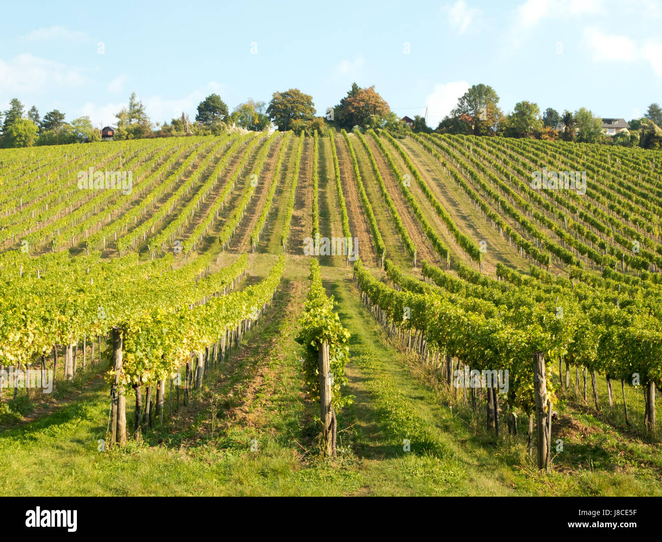 cultivation of wine, vineyard, vine, grape vine, grape-vine ...