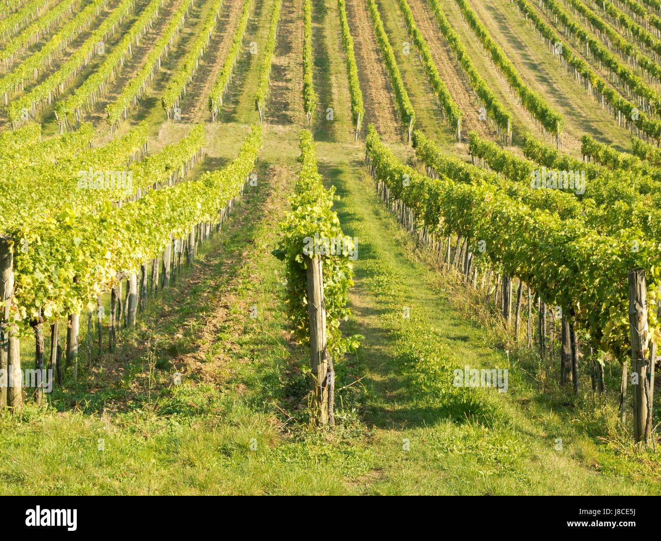 cultivation of wine, vineyard, vine, grape vine, grape-vine ...