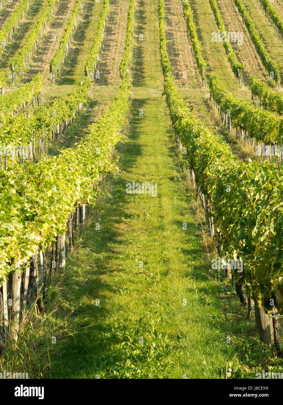 cultivation of wine, vineyard, vine, grape vine, grape-vine ...