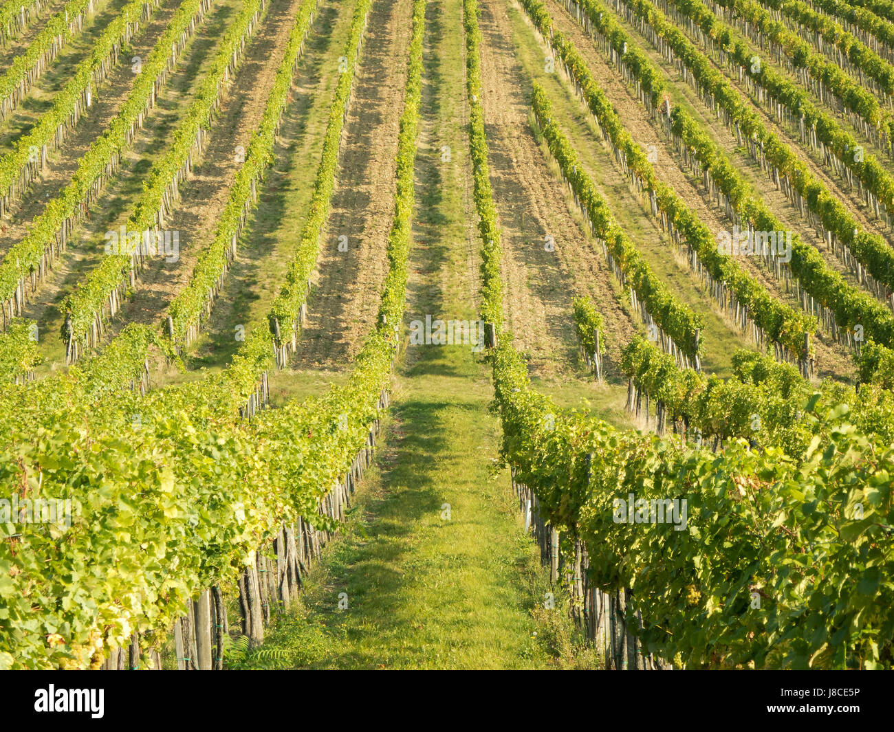 cultivation of wine, vineyard, vine, grape vine, grape-vine ...