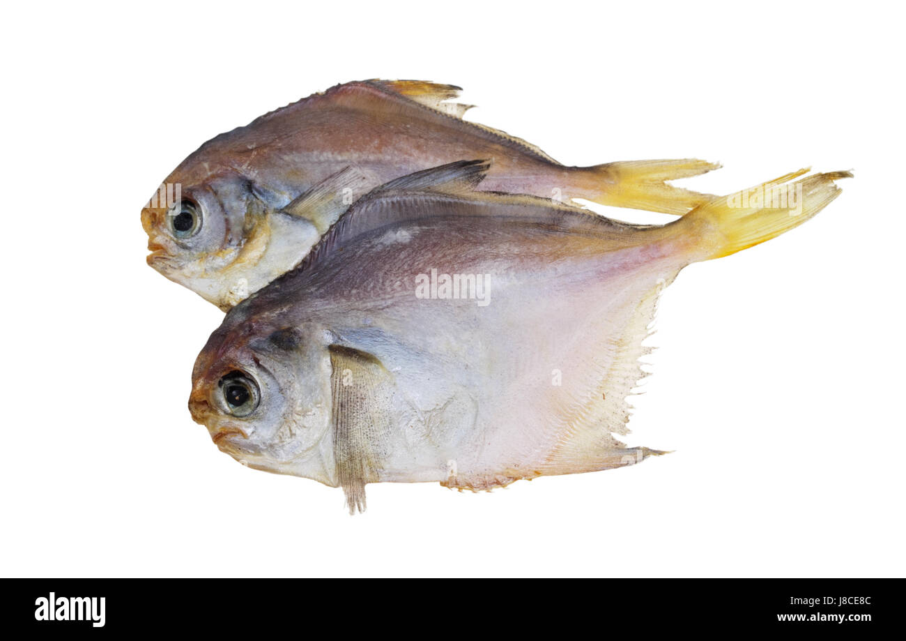 food, aliment, salt, isolated, angle, fish, beer, traditional, fishing ...