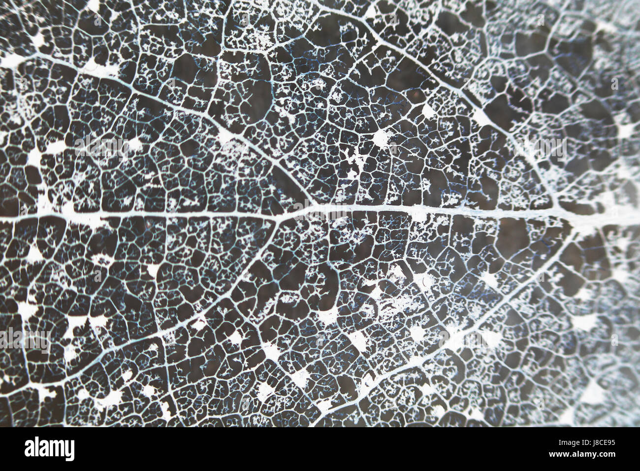 Macro structure brown delicate skeletonized leaf of Populus tremula ...