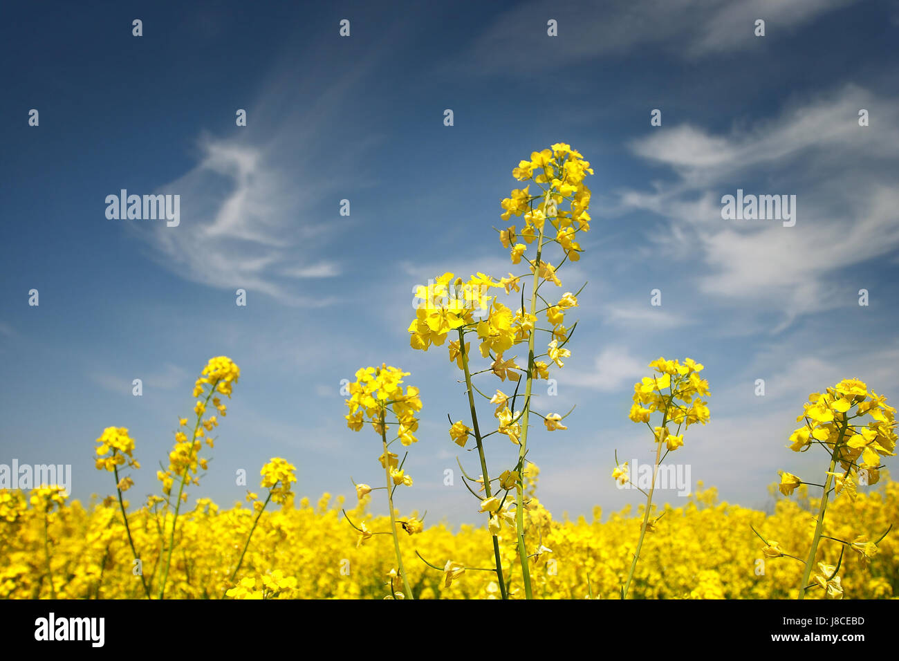 field, farm, rape, backdrop, background, yellow, blue, beautiful ...
