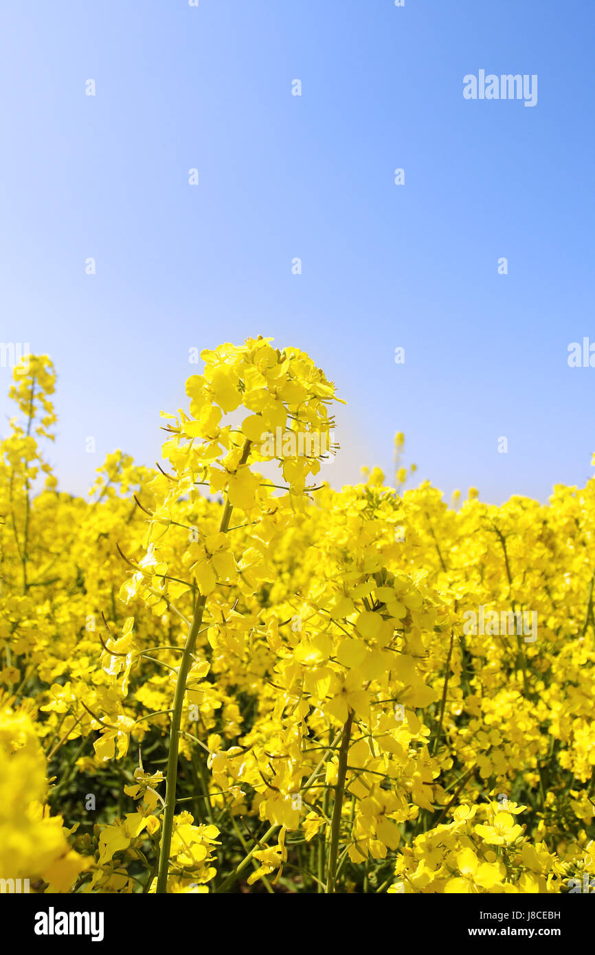 field, farm, rape, backdrop, background, yellow, blue, beautiful ...