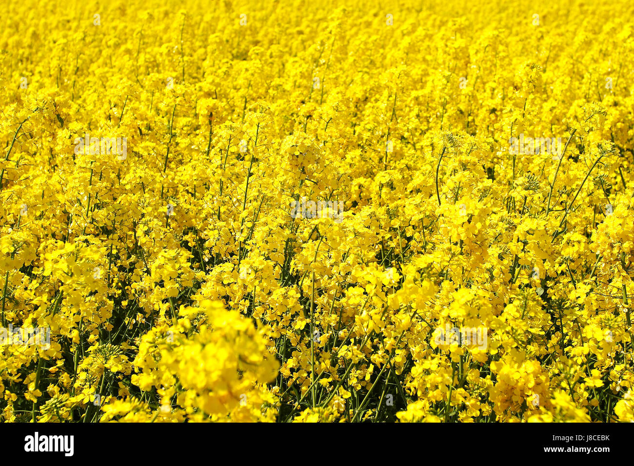 field, farm, rape, backdrop, background, yellow, beautiful, beauteously ...