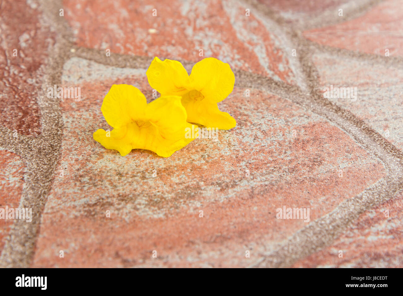 Yellow flower on tiled stone floor Stock Photo - Alamy