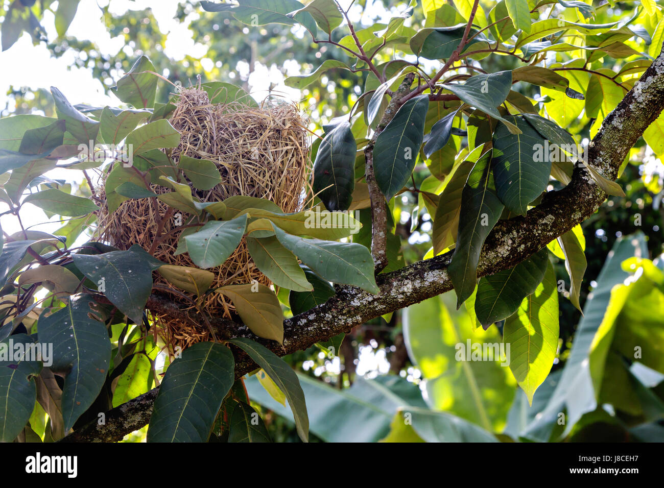bird nest on tree branch Stock Photo - Alamy