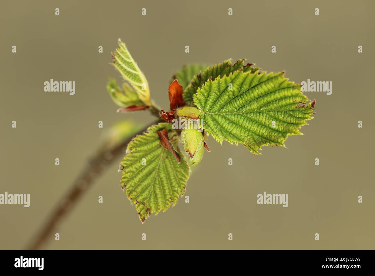 Hazelnut Twig High Resolution Stock Photography and Images - Alamy