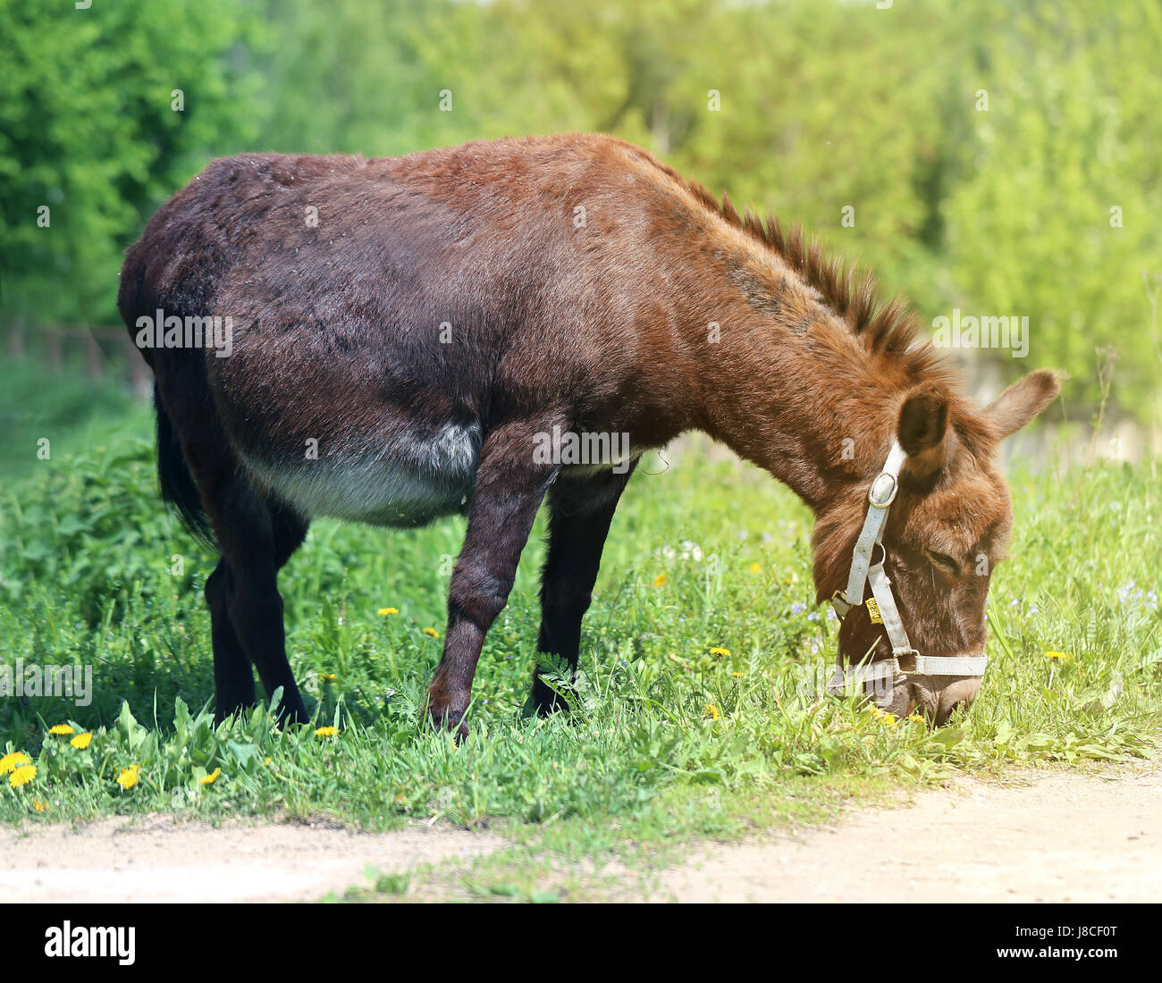 Beautiful donkey stands in a field, eats grass Stock Photo - Alamy